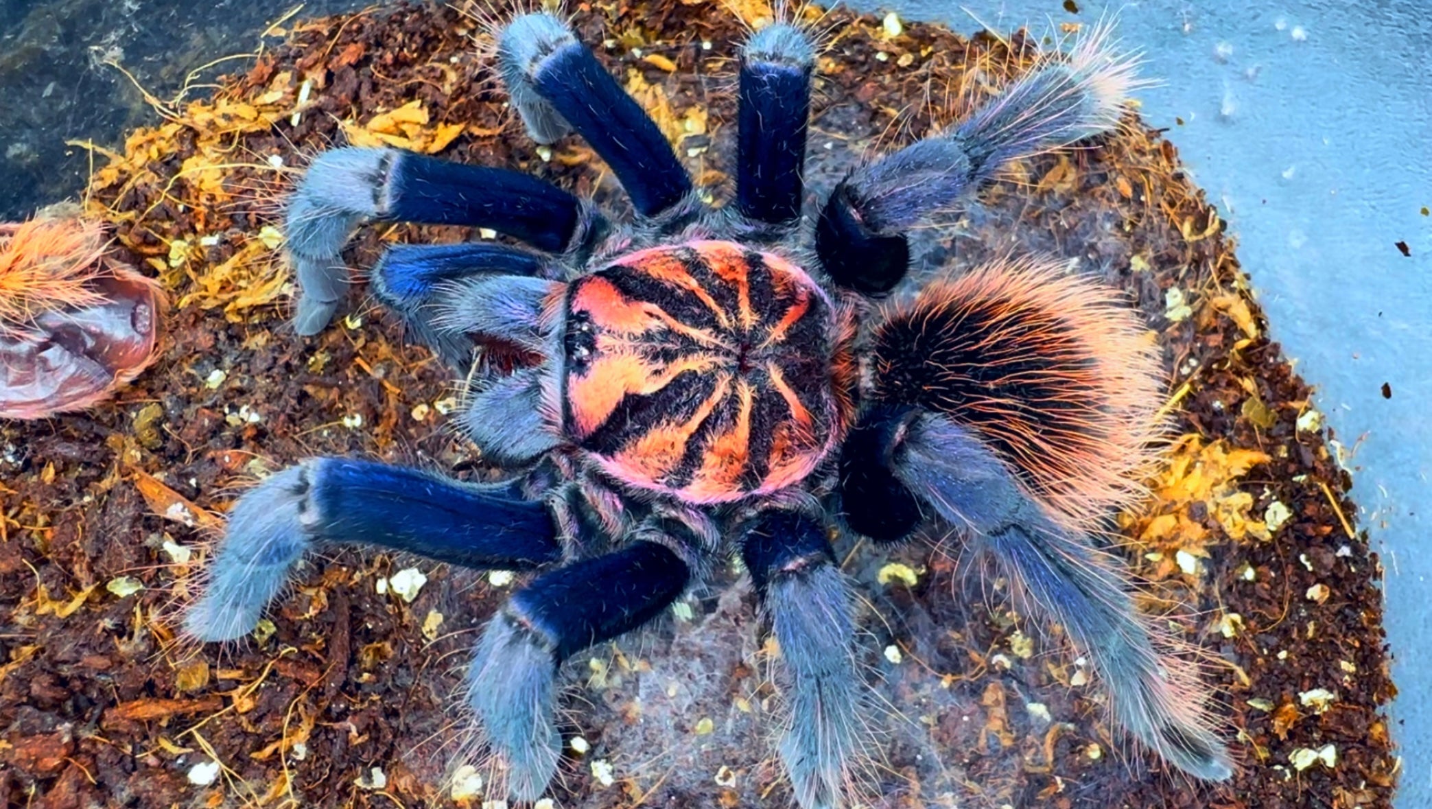 Westside Tarantulas – Westside Tarantulas