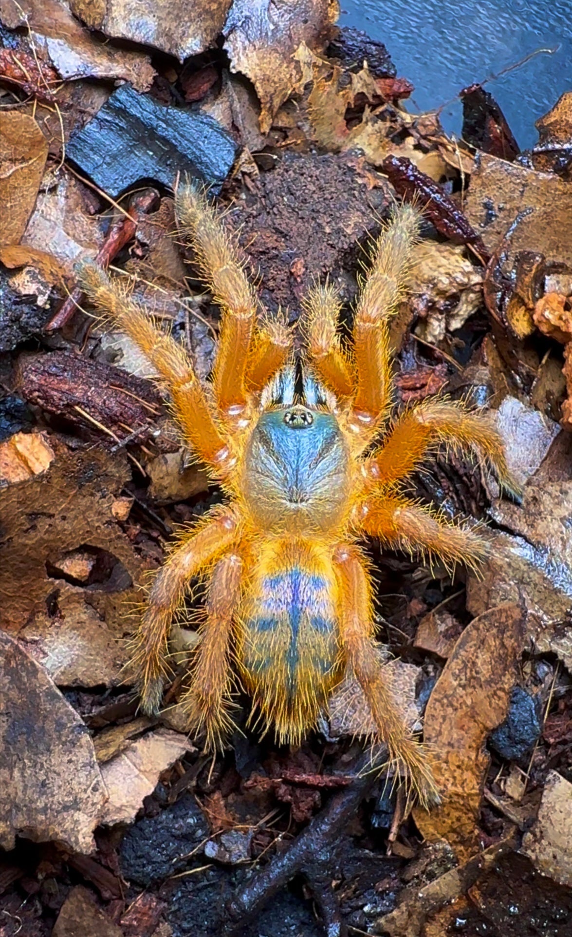Dwarf Tarantulas for sale – Westside Tarantulas