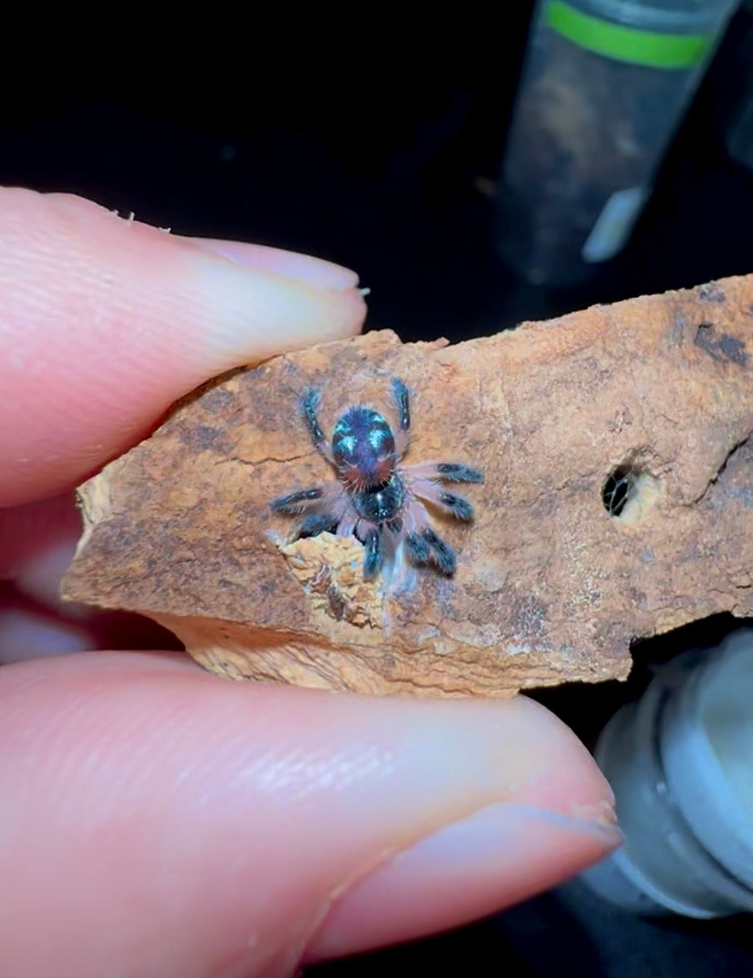 Brazilian Jewel Tarantula - Typhochlaena seladonia - For Sale! - In St ...