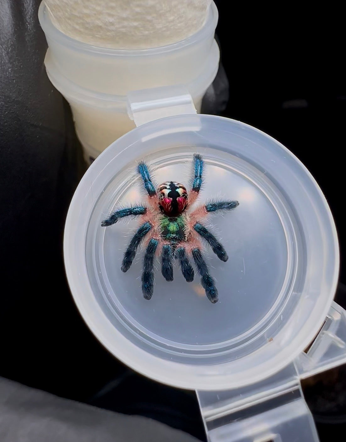 Brazilian Jewel Tarantula - Typhochlaena seladonia - For Sale! - In St ...