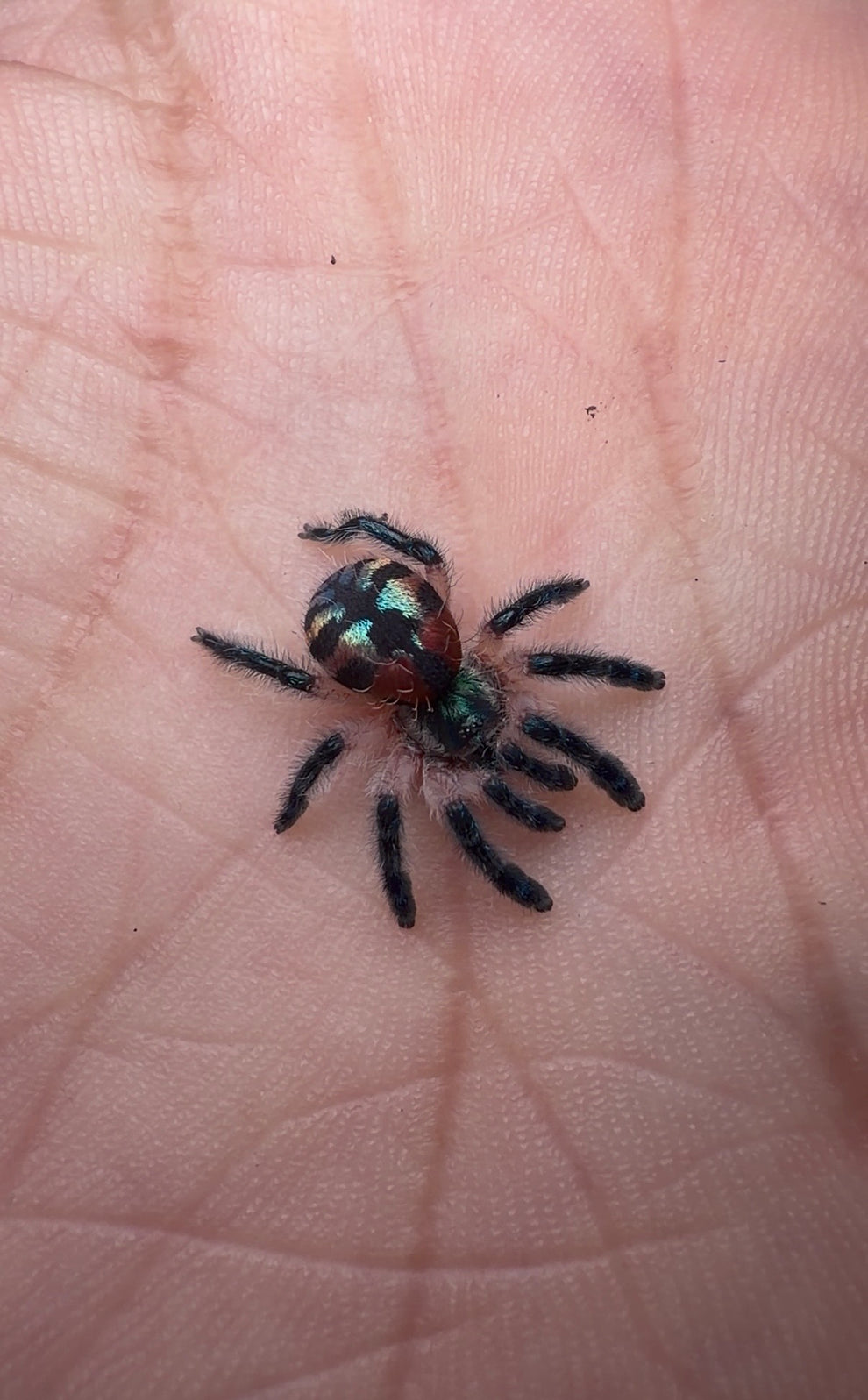 Brazilian Jewel Tarantula - Typhochlaena seladonia - For Sale! - In St ...