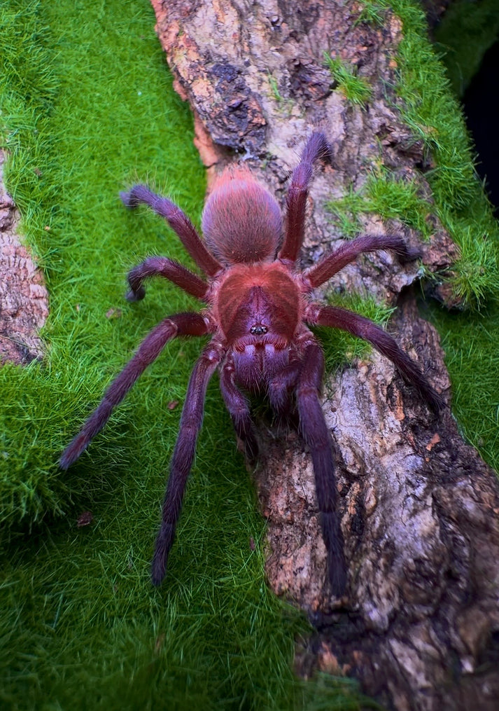 🎁 FREE With Orders $850+ - C. Cyaneus - Sub-Adult Female - Orange/Viol ...