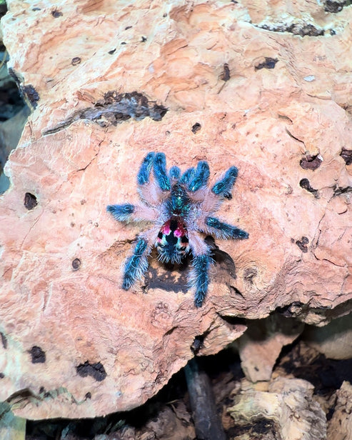 Brazilian Jewel Tarantula - Typhochlaena seladonia - For Sale! - In St ...