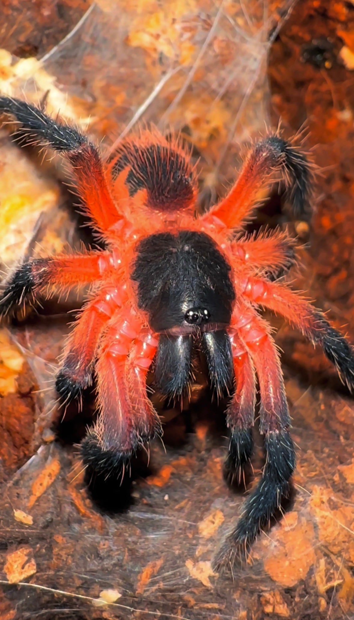 Davus sp. Panama - Lava Spider - Female For Sale – Westside Tarantulas
