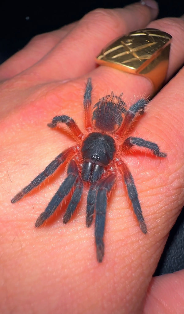 Davus sp. Panama - Lava Spider - Female For Sale – Westside Tarantulas