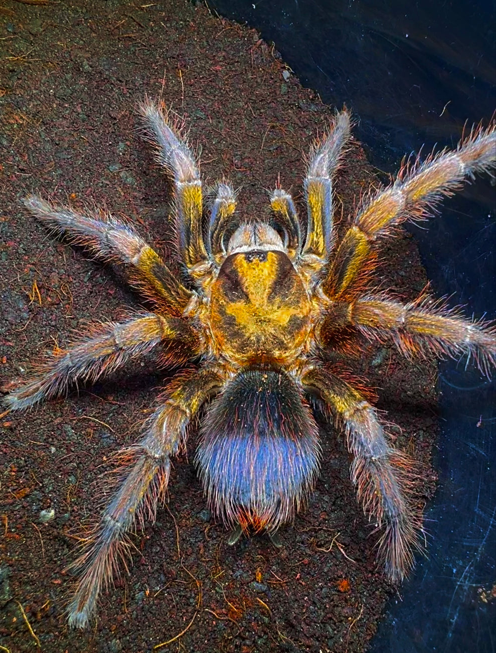 Phormictopus auratus - Cuban Bronze Tarantula - Golden Tarantula ...
