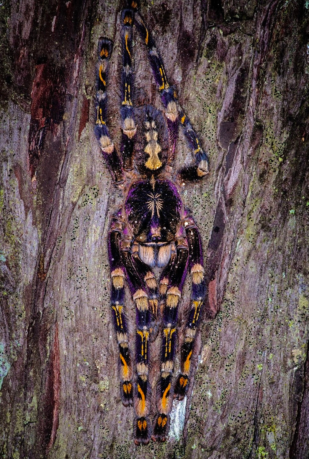 Poecilotheria Subfusca Highland - Ivory Ornamental - For sale ...