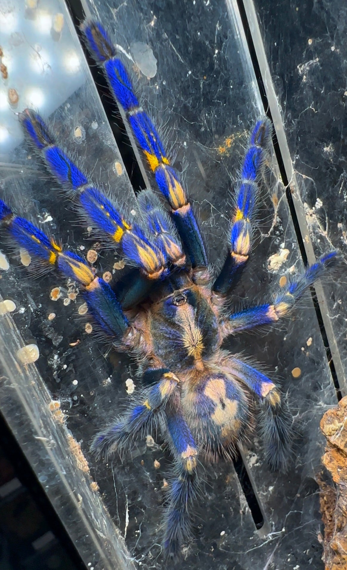 Poecilotheria Metallica - Gooty Sapphire Tarantula - For Sale ...