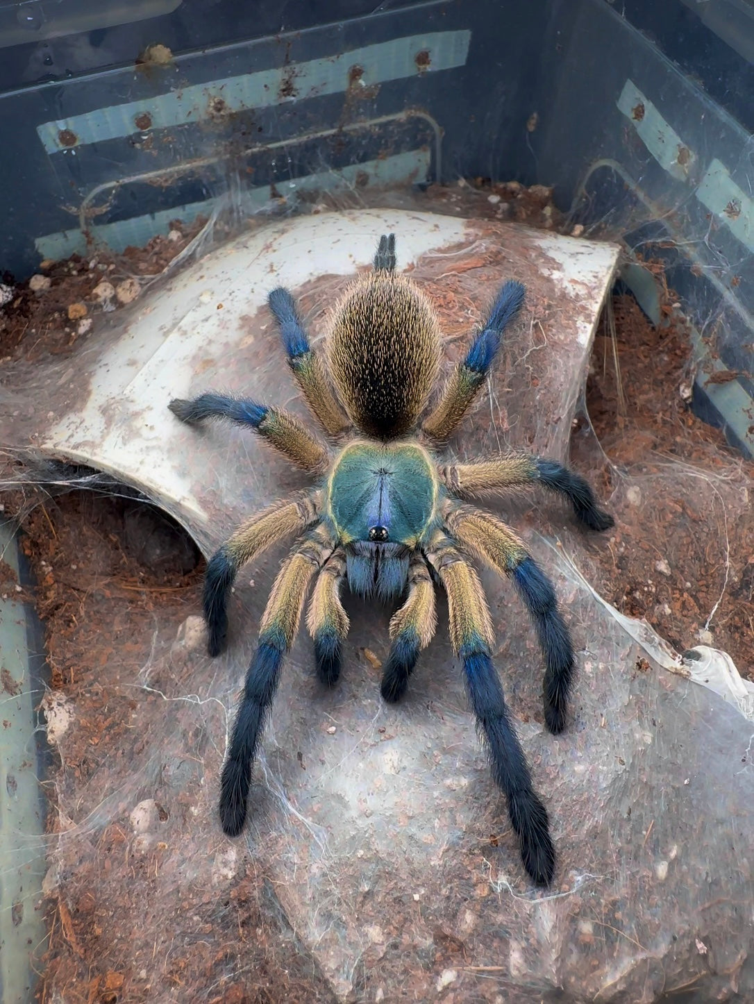 Monocentropus balfouri - Communal For Sale - Socotra Island Blue Baboo ...