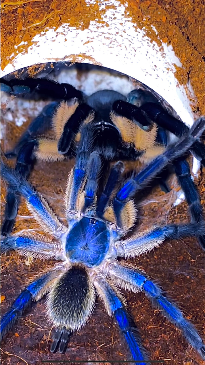 Monocentropus balfouri - Communal For Sale - Socotra Island Blue Baboo ...