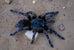 Thrixopelma Lagunas - Peruvian Blue Zebra - Female 3+ inch RARE ...