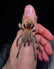 Thrixopelma Lagunas - Peruvian Blue Zebra - Female 3+ inch RARE ...