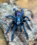 Haploclastus Devamatha - LSD Earth Tiger - Adult Female – Westside ...