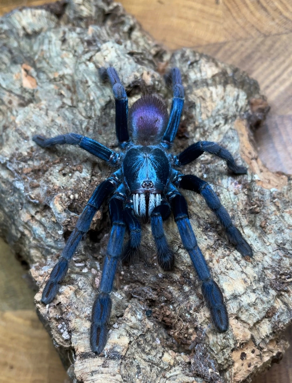 Haploclastus Devamatha - LSD Earth Tiger - Adult Female – Westside ...