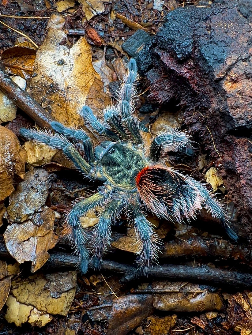 Euathlus Manicata Green - Chilean Green Flame - Confirmed Female for s ...