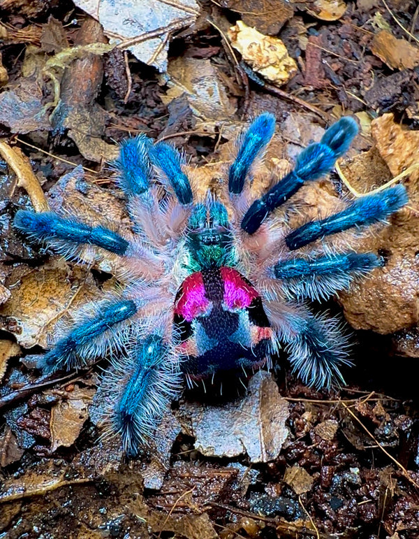 Brazilian Jewel Tarantula - Typhochlaena seladonia - Female For Sale ...