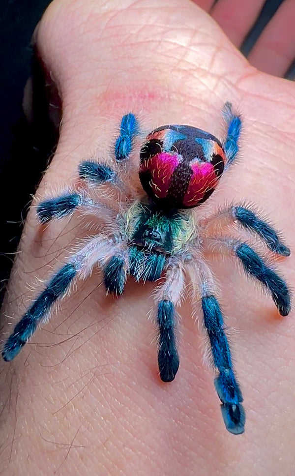 Brazilian Jewel Tarantula - Typhochlaena seladonia - Female For Sale ...