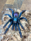 Haploclastus Devamatha - LSD Earth Tiger - Adult Female – Westside ...