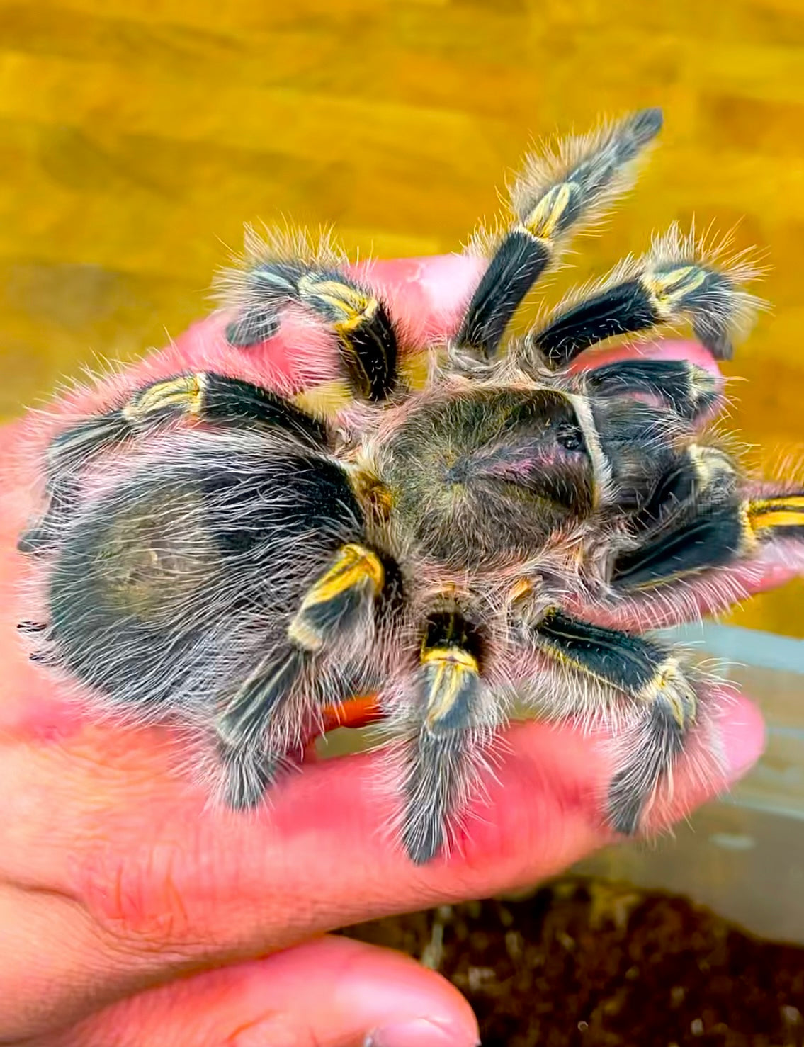 Grammostola pulchripes - Chaco Golden Knee - .5 inch slings – Westside ...