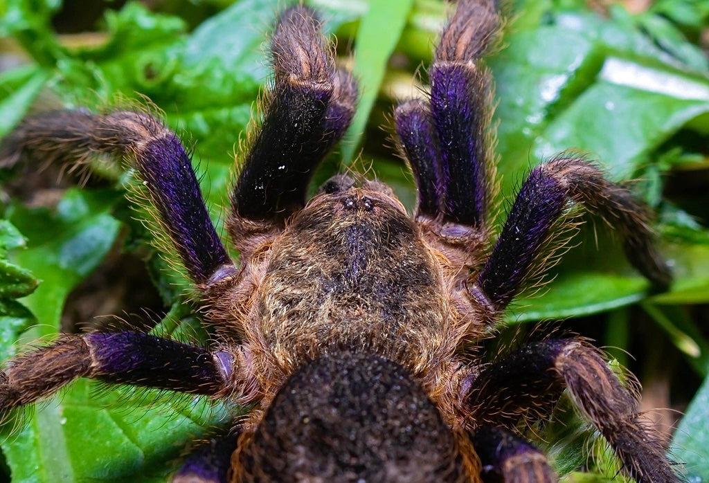 Euathlus truculentus - Chilean Blue Femur - 3+ inch Female! – Westside ...