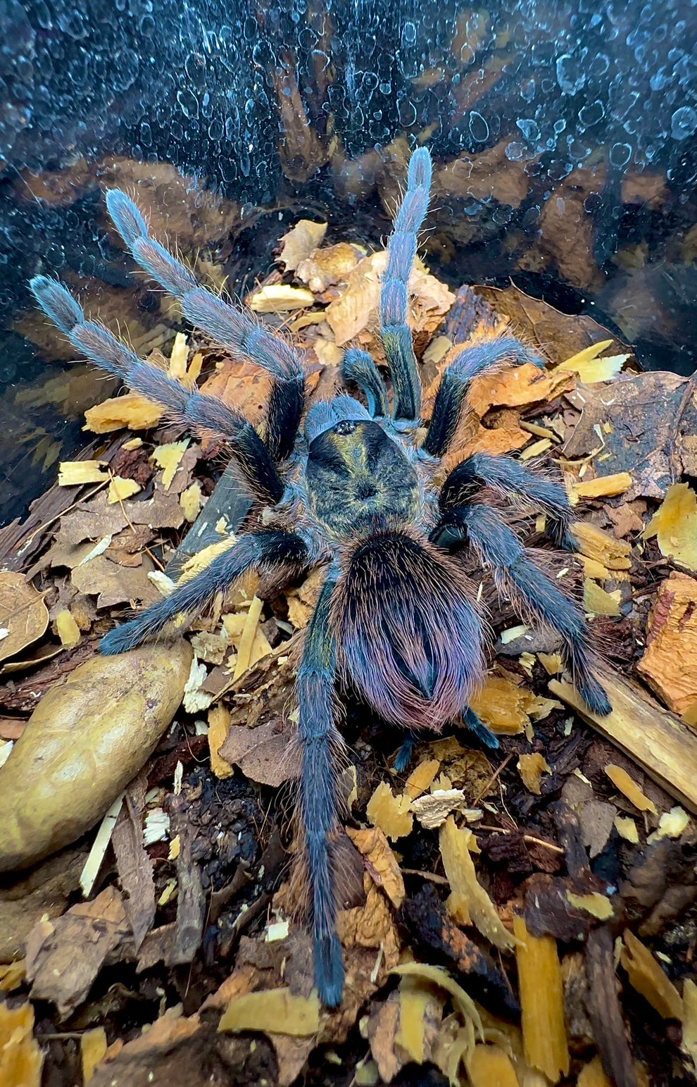Phormictopus sp. Sierra Del Borocco - Female 4.5 inch - Goliath Midnig ...