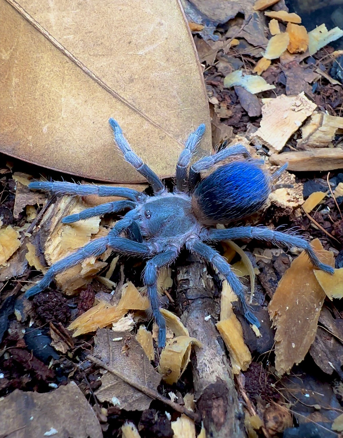 Psuedohapalopus sp. Blue - Blue Dwarf Bottle Booty - Adult Female ...