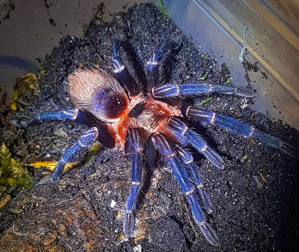 Thrixopelma sp. Cuzco - Peruvian Royalty Tarantula - Female For Sale ...