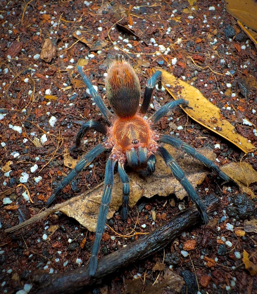 Thrixopelma sp. Cuzco - Peruvian Royalty Tarantula - Female For Sale ...