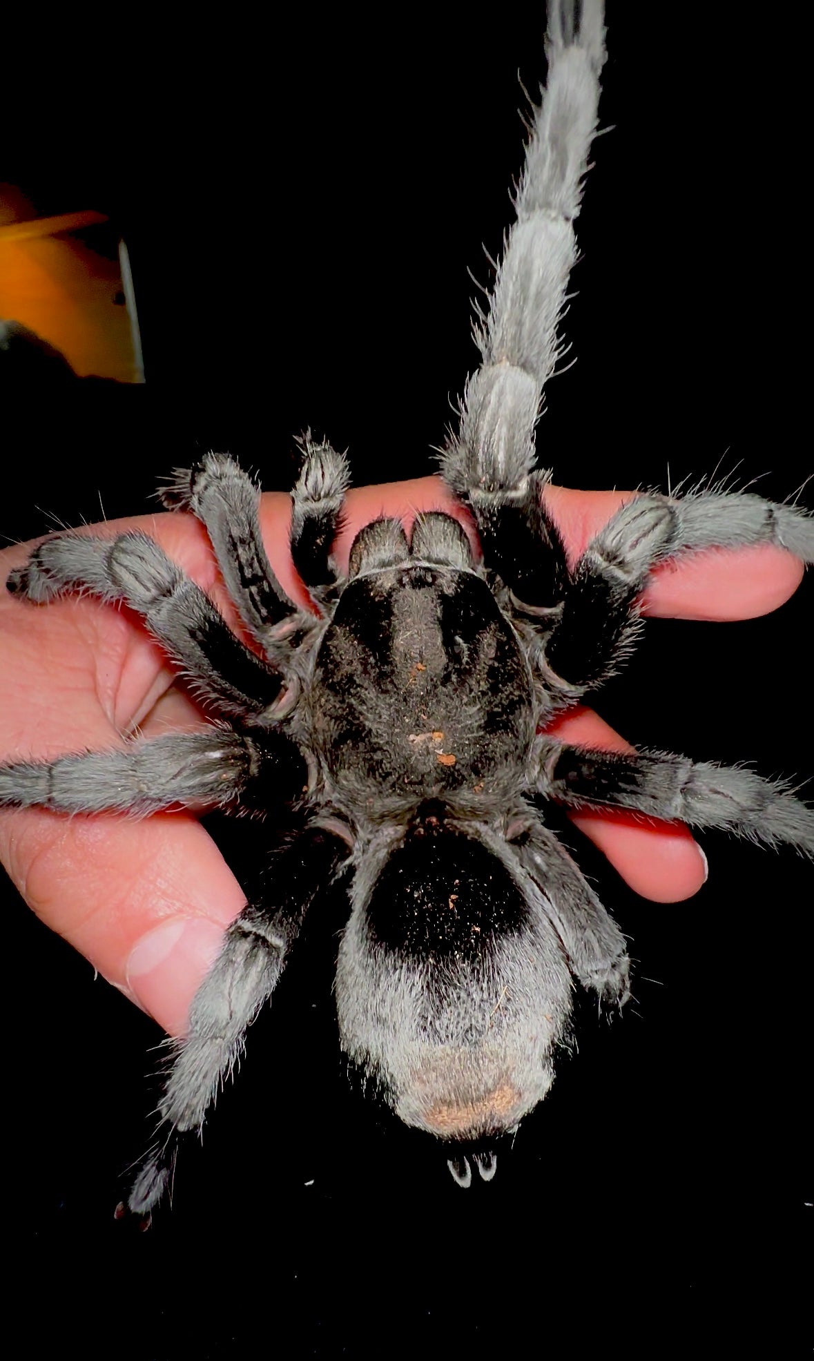Grammostola pulchra - Brazilian Black - Adult Female For Sale ...