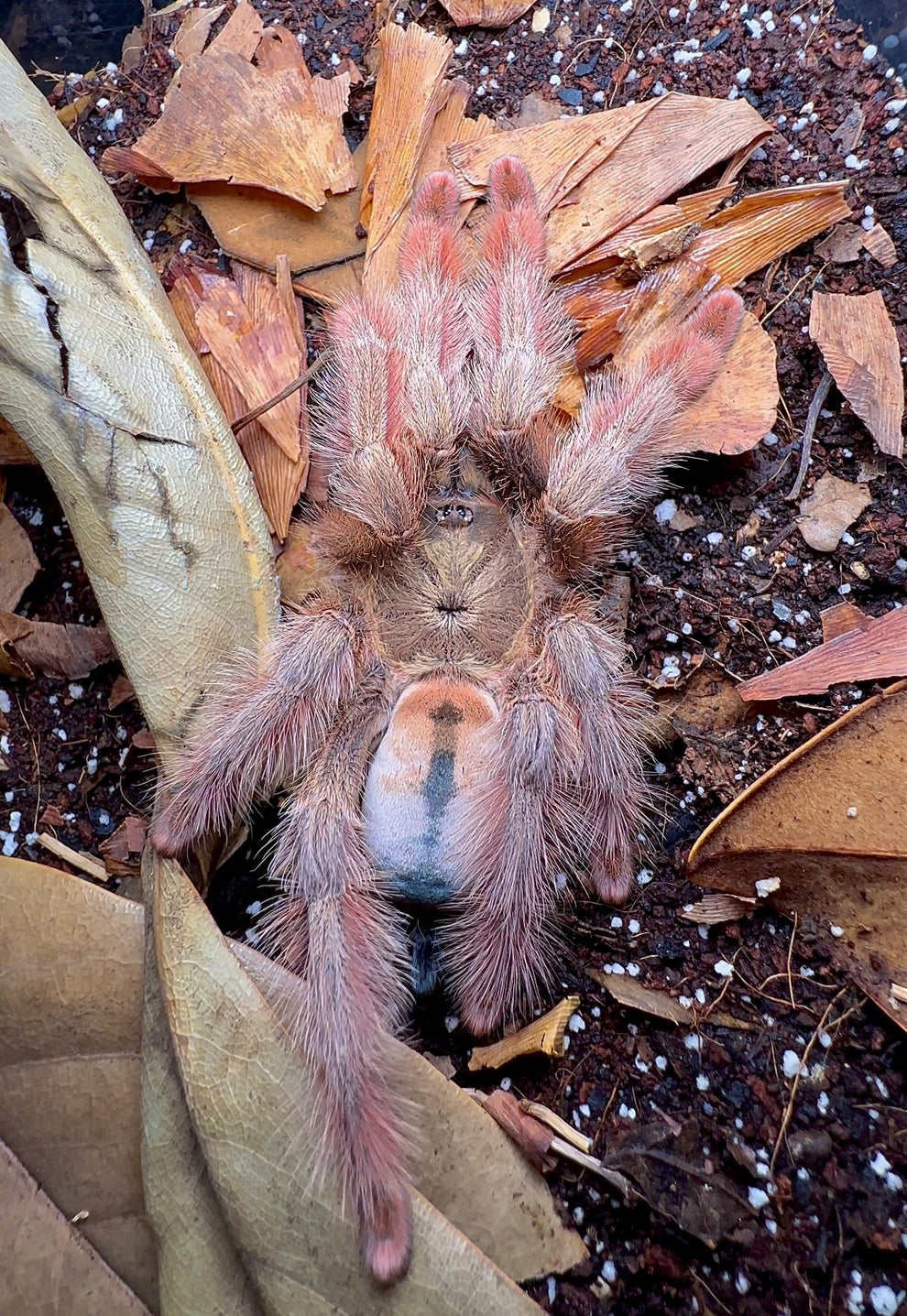 Psalmopoeus emeraldus - Emerald Chevron Tarantula - For Sale – Westside ...