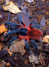 Davus sp. Panama - Lava Spider - Female For Sale – Westside Tarantulas