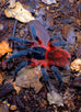 Davus sp. Panama - Lava Spider - Female For Sale – Westside Tarantulas