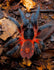 Davus sp. Panama - Lava Spider - Female For Sale – Westside Tarantulas