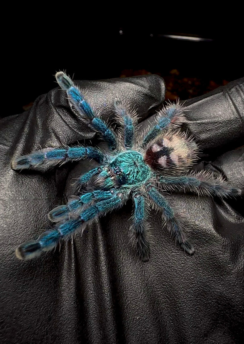 Caribena Versicolor - Purple CF Antilles Pink-Toe - Female for sale 3 ...