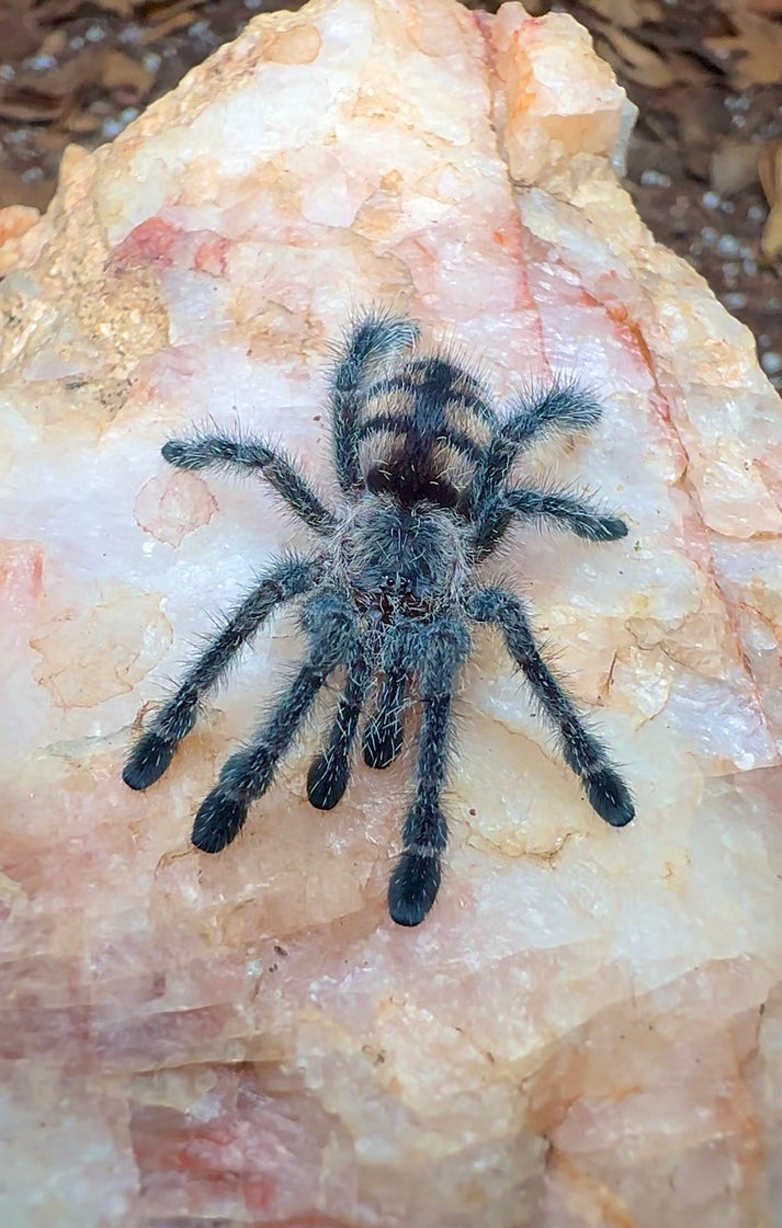 Avicularia sp. Ecuador - Royal Purple PinkToe - Purple Tarantula for s ...