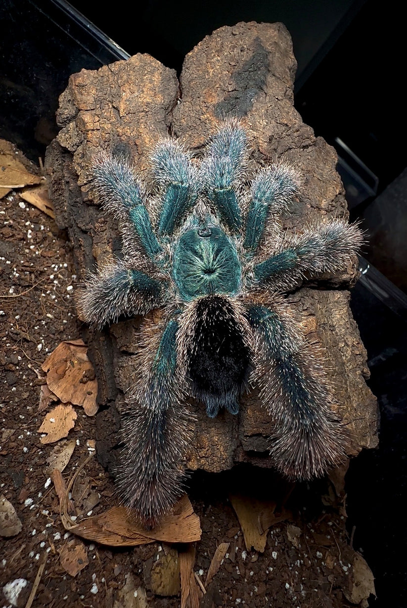 Avicularia metallica “White Hair” - Metallic Pink Toe Tarantula - For ...