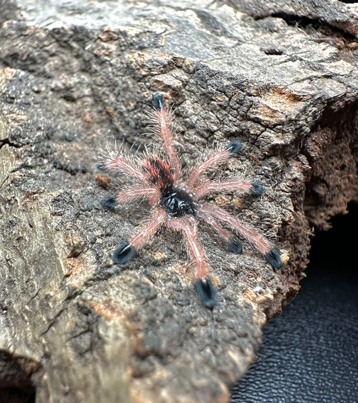 Avicularia metallica “White Hair” - Metallic Pink Toe Tarantula - For ...
