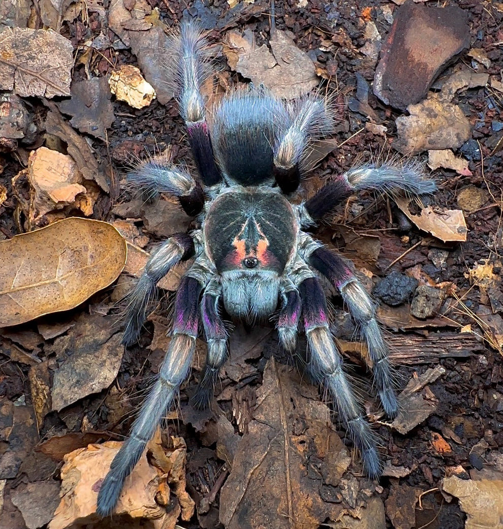 Pamphobeteus ultramarinus - Andean Purple Cloud Bird Eater - For Sale ...