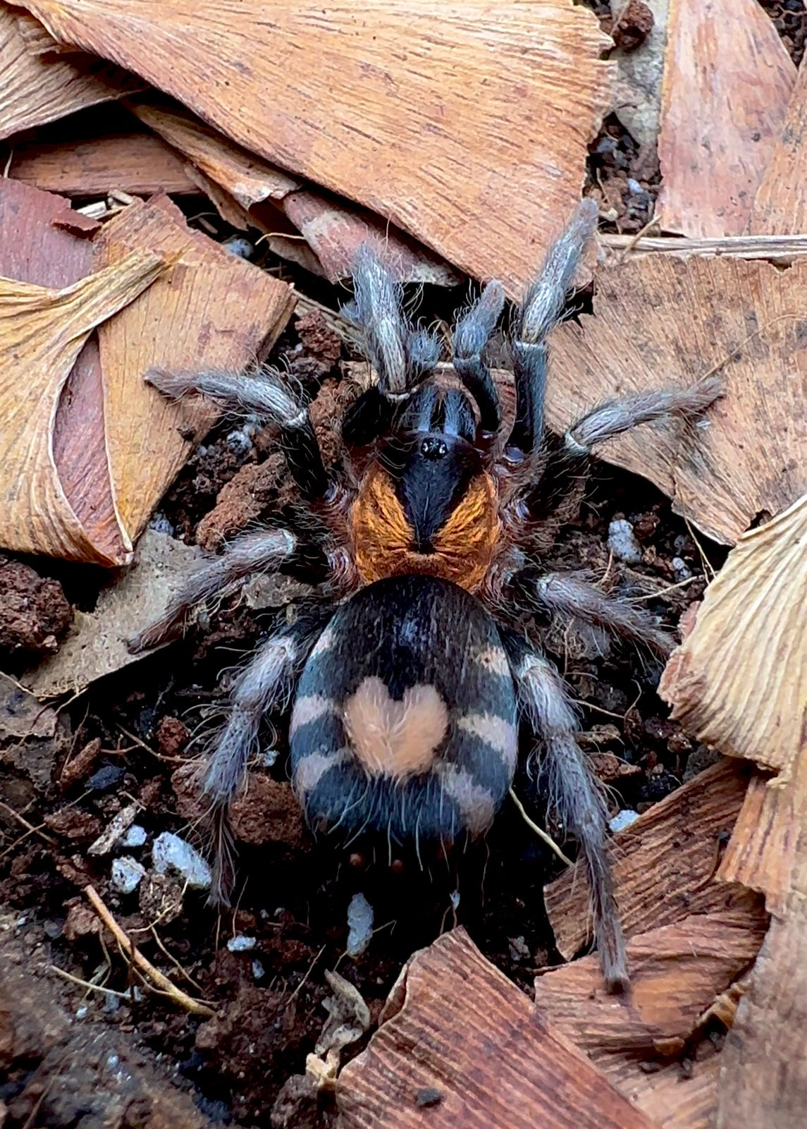 Cyriocosmus elegans - Trinidad Dwarf Tarantula - For Sale! – Westside ...
