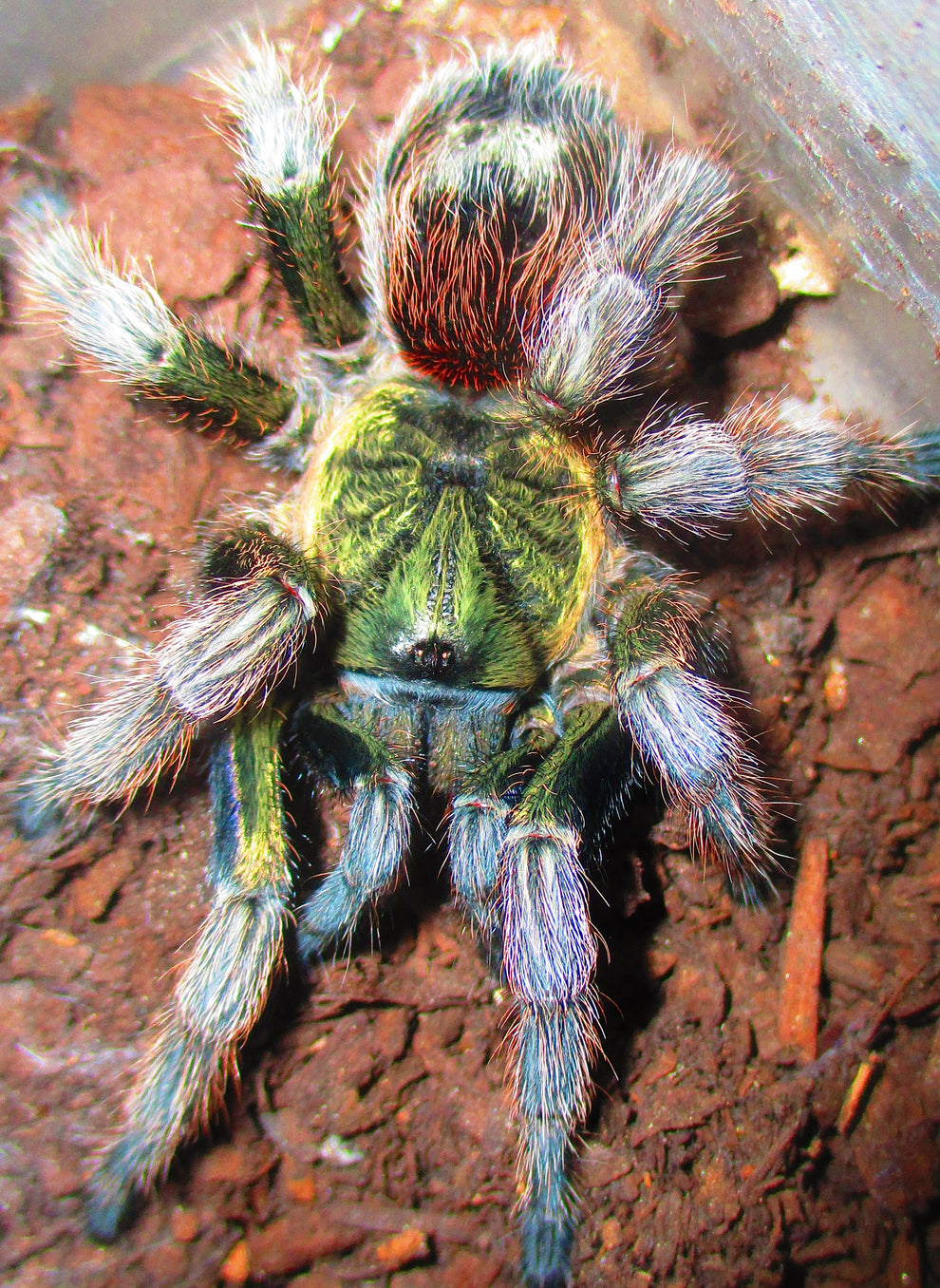 Euathlus Manicata Green - Chilean Green Flame - Confirmed Female for s ...