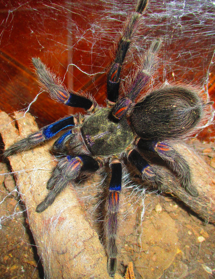 Euathlus truculentus - Chilean Blue Femur - 3+ inch Female! – Westside ...