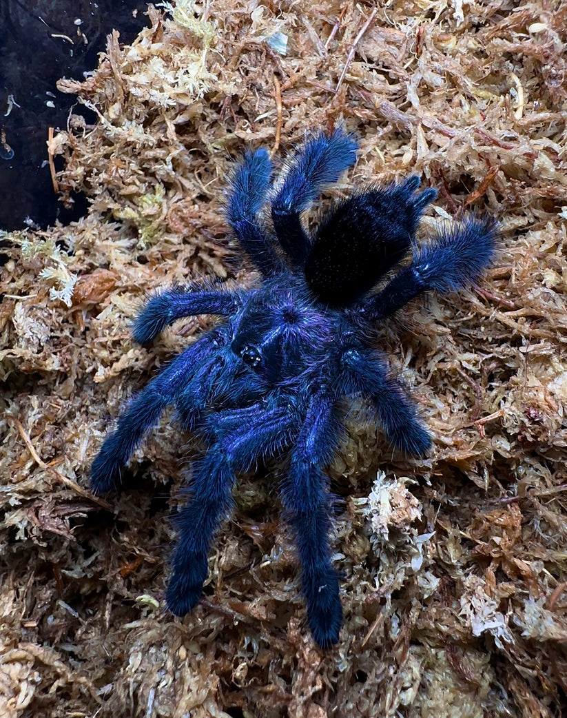 Avicularia sp. Ecuador - Royal Purple PinkToe - For Sale – Westside ...