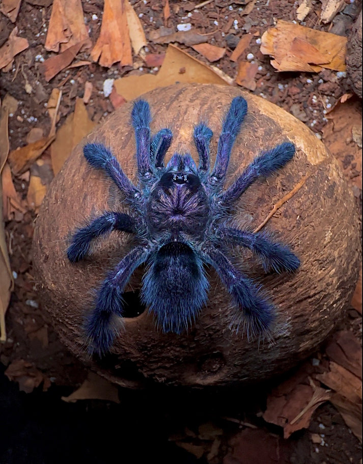 Avicularia sp. Ecuador - Royal Purple PinkToe - Purple Tarantula for s ...