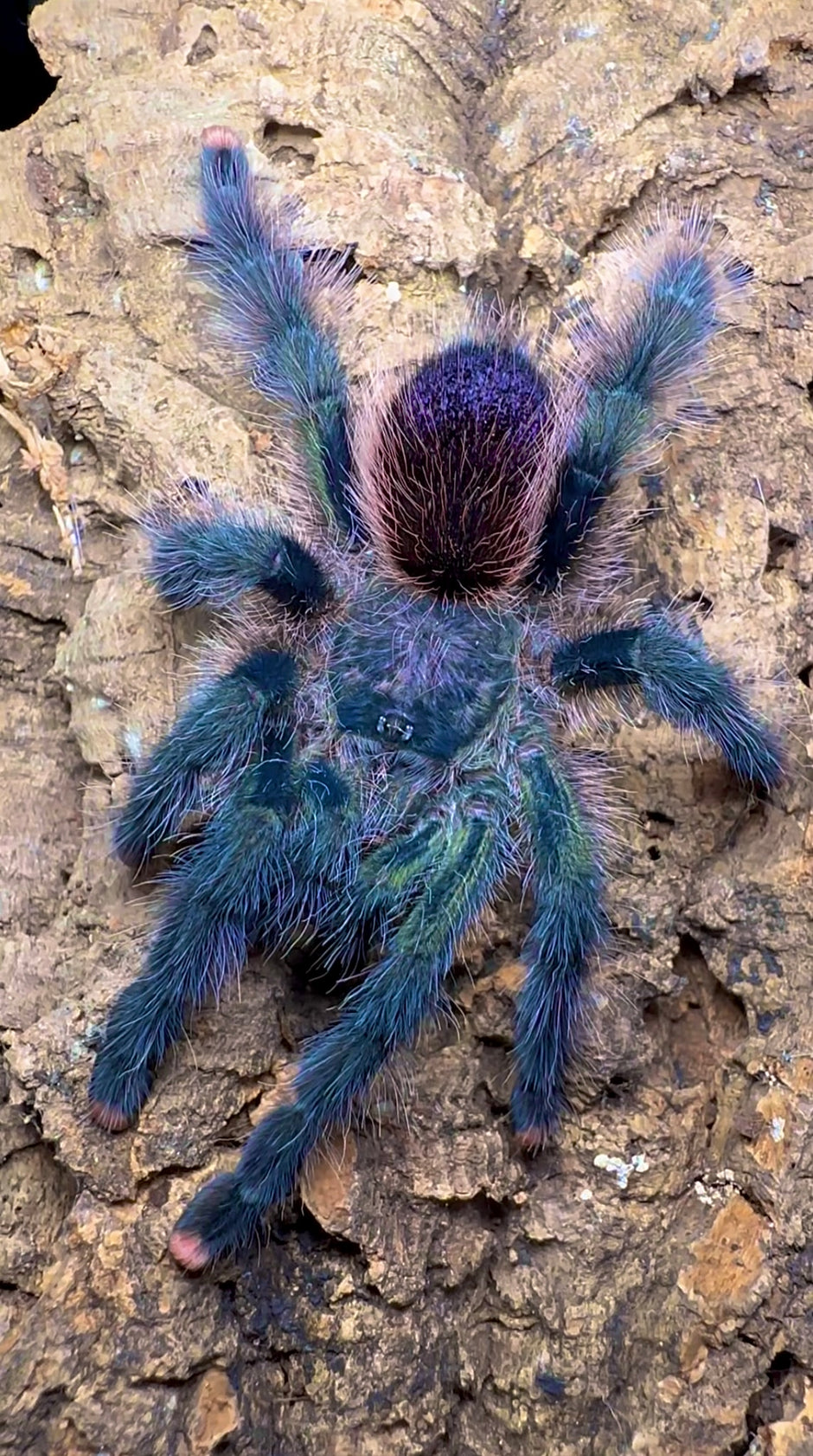 Pink Toe Tarantulas – Westside Tarantulas
