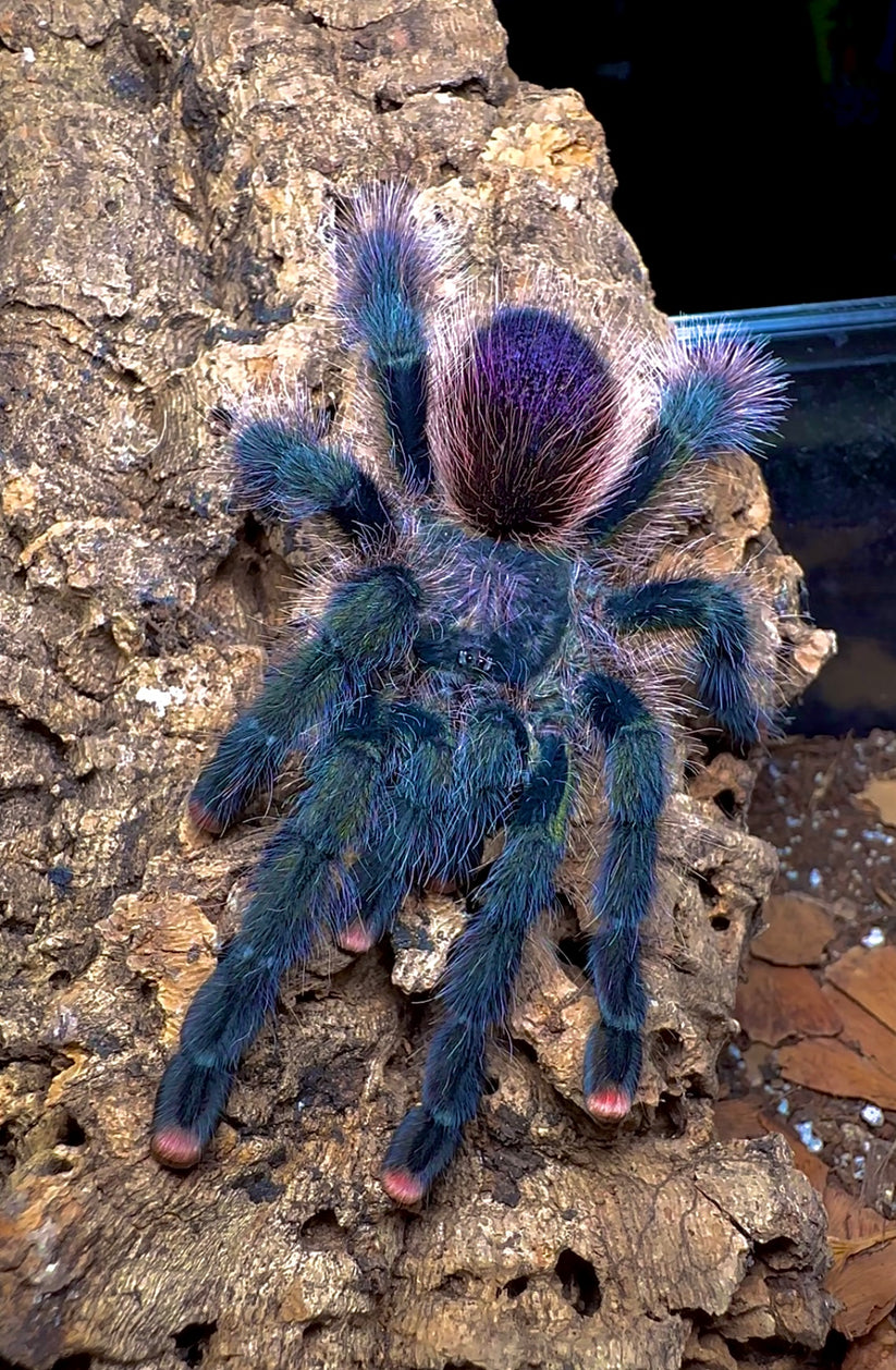 Avicularia sp. Pullcalpa - Cosmic Dream PinkToe - Paired Adult Female ...