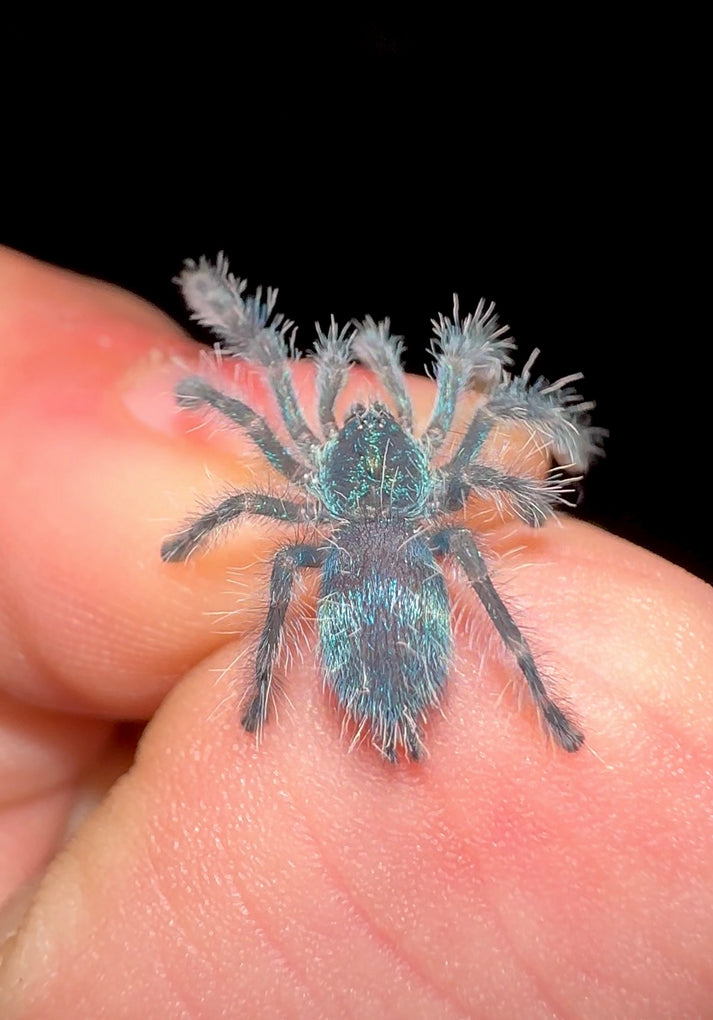 Caribena Versicolor - Green CF Antilles Pink-toe - Female for sale 3 ...