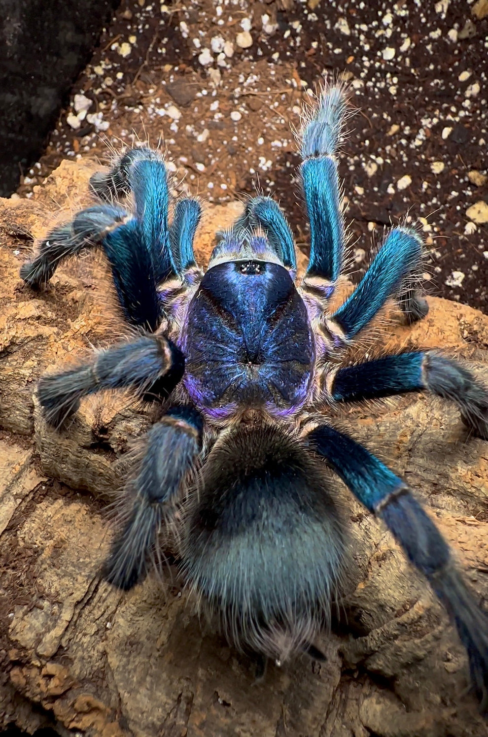 Phormictopus sp. Blue Azul - Goliath Blue Bird Eater - For Sale ...