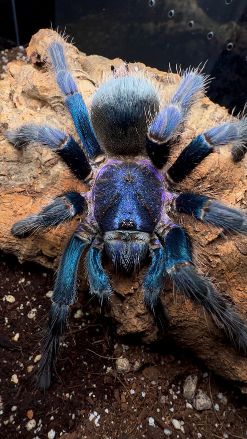 Phormictopus sp. Blue Azul - Goliath Blue Bird Eater - For Sale - BALL ...