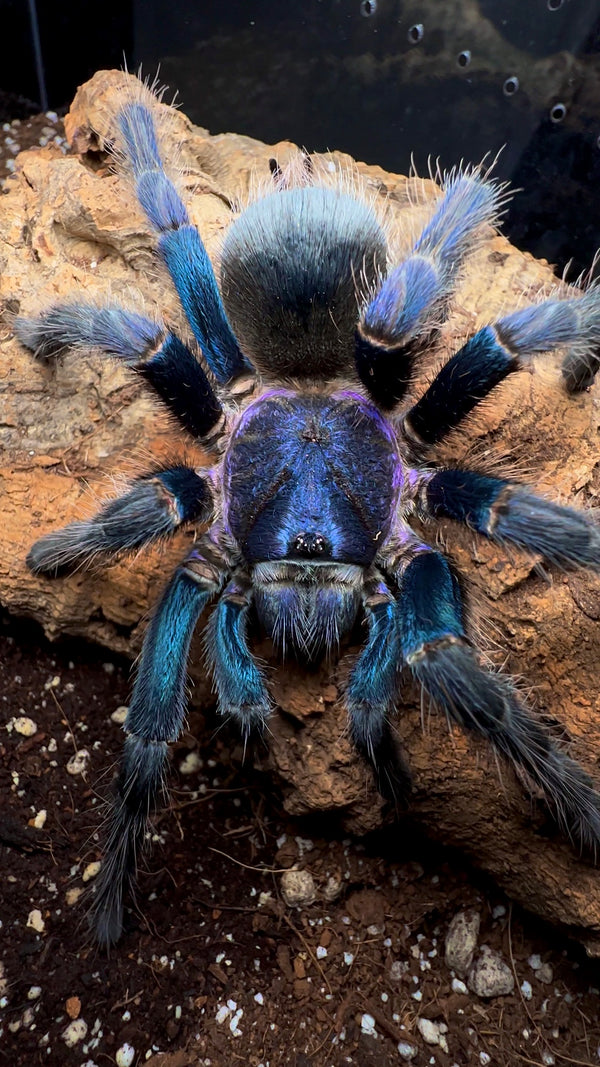 Phormictopus sp. Blue Azul - Goliath Blue Bird Eater - For Sale ...