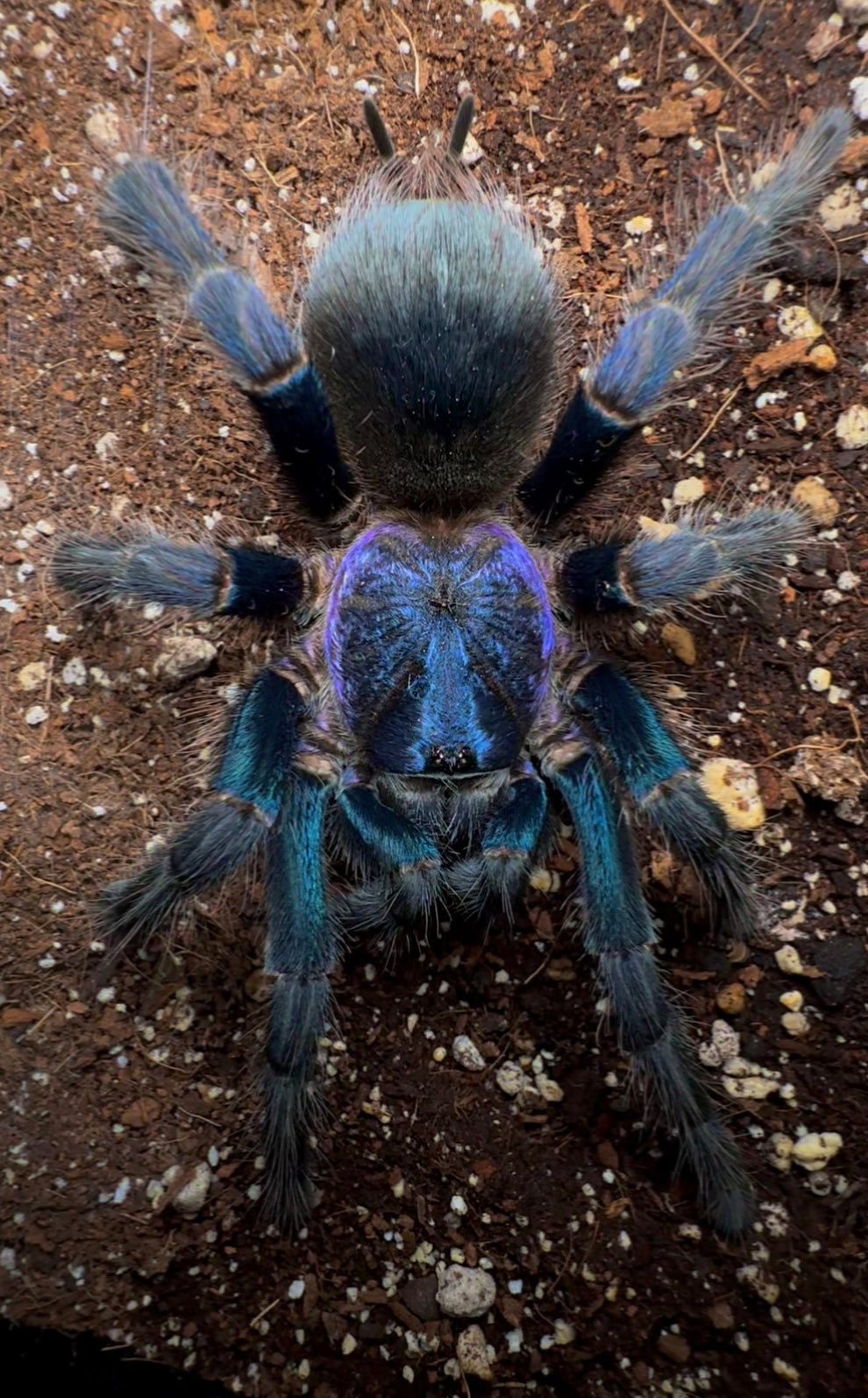 Phormictopus sp. Blue Azul - Goliath Blue Bird Eater - For Sale ...